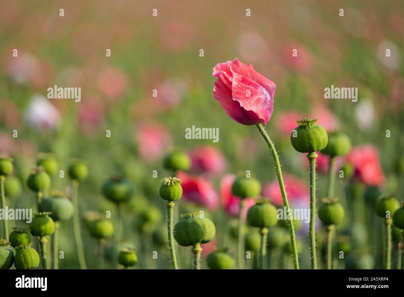 Waldviertler graue Mohn, Opium poppy (Papaver somniferum ...