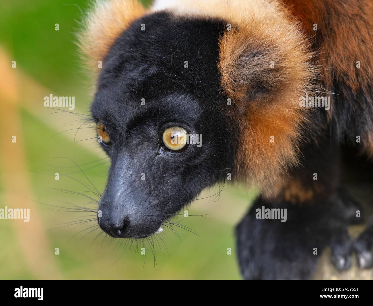 Gattung varecia -Fotos und -Bildmaterial in hoher Auflösung – Alamy