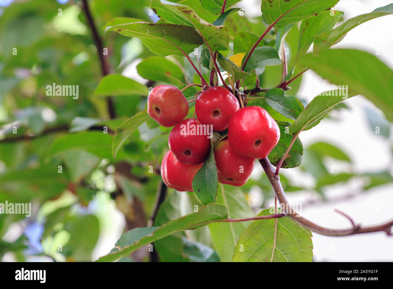 Kleine rote Früchte auf Plumleaf crab apple tree. Malus prunifolia oder ...