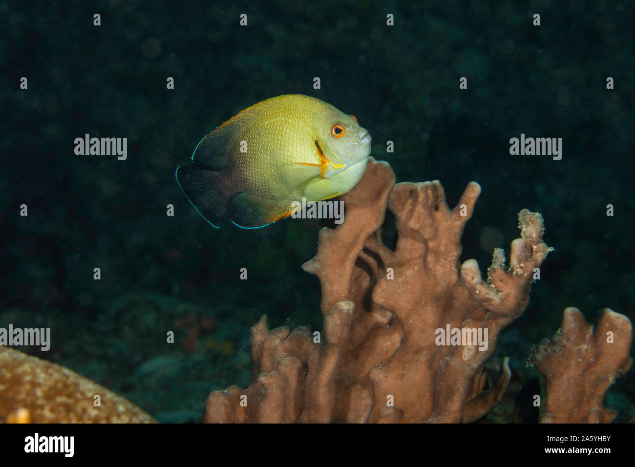Dwarfs emperors fish -Fotos und -Bildmaterial in hoher Auflösung – Alamy