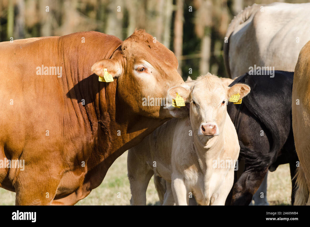 Bulle mit ring in der nase -Fotos und -Bildmaterial in hoher Auflösung ...