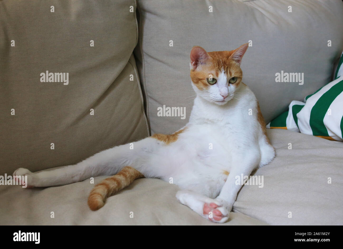 Katze sitzt wie -Fotos und -Bildmaterial in hoher Auflösung – Alamy
