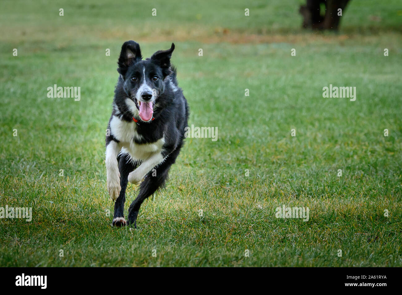 Border collie im gras -Fotos und -Bildmaterial in hoher Auflösung ...