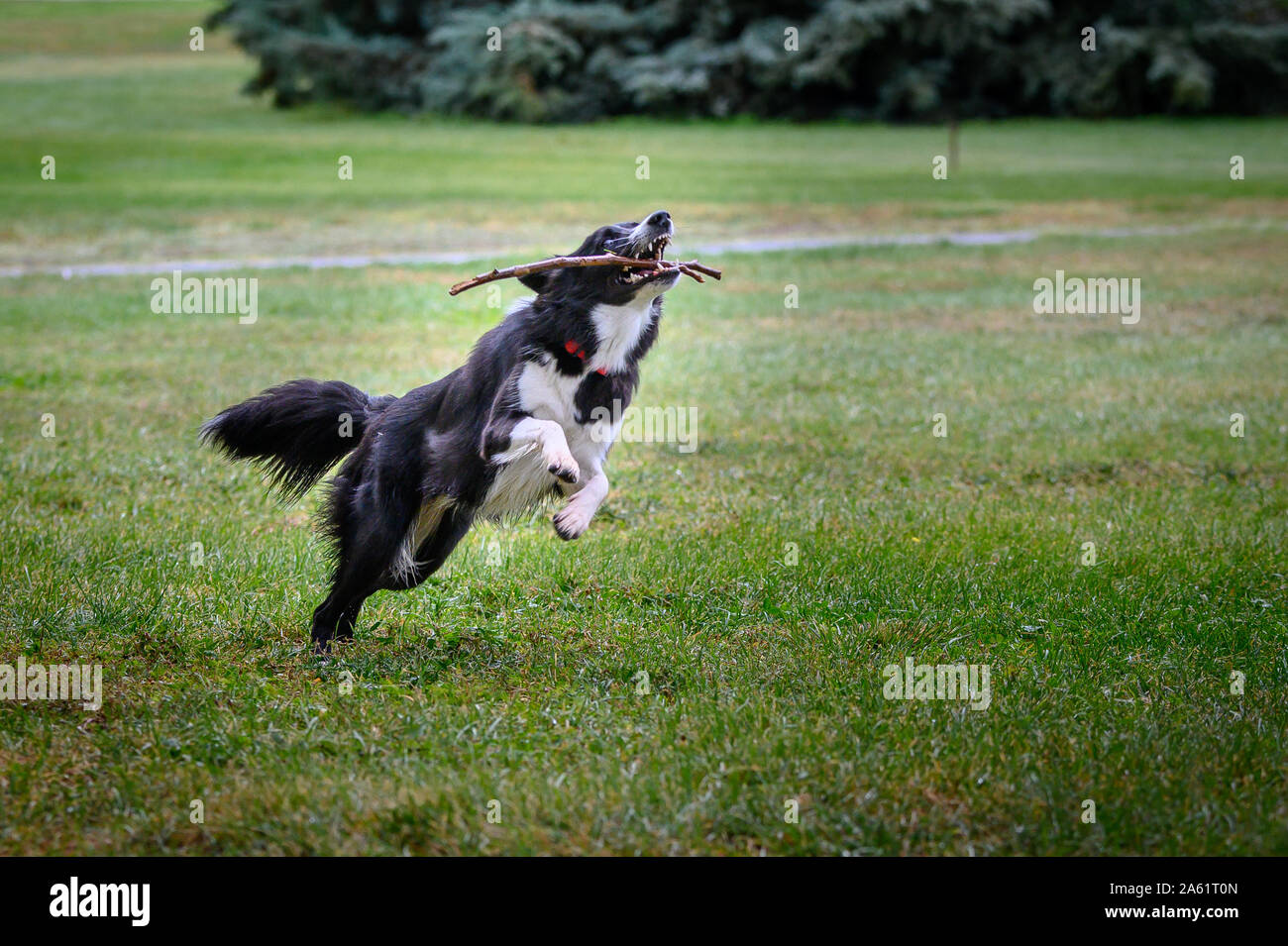 Laufen Im Feld Stockfotos und -bilder Kaufen - Alamy