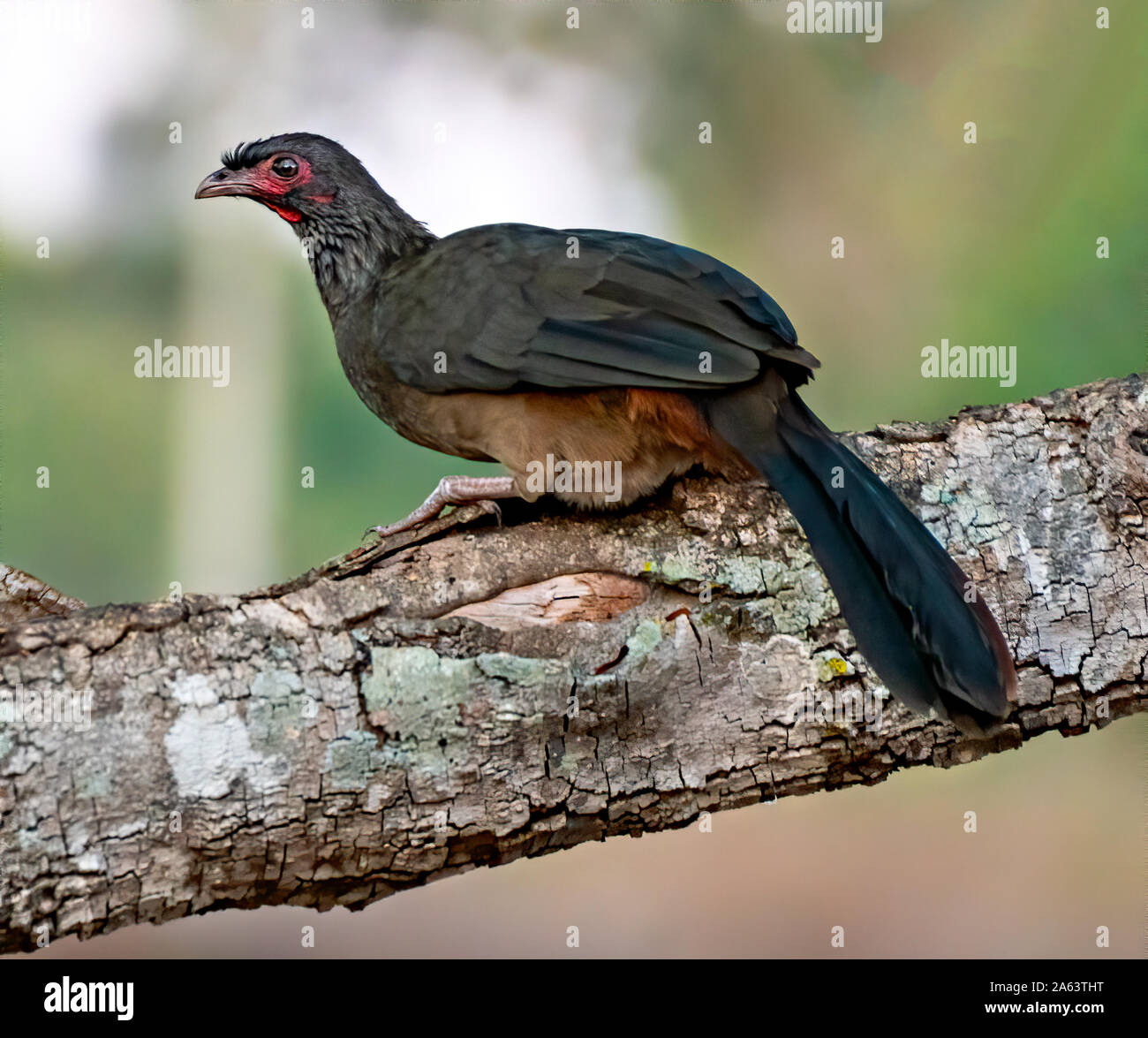 Chaco chachalaca ortalis canicollis -Fotos und -Bildmaterial in hoher ...