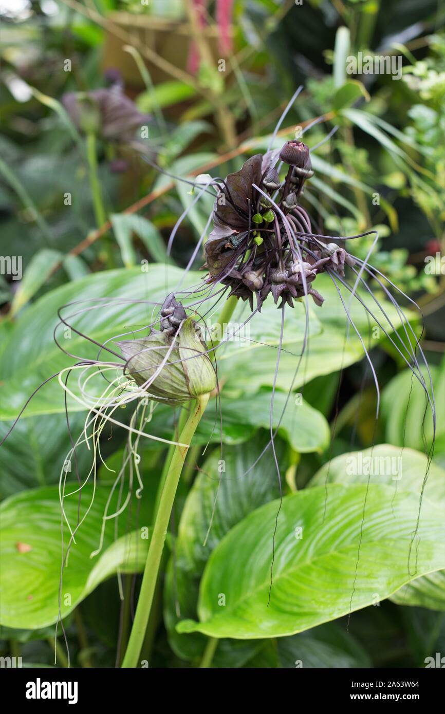 Tacca chantrieri, die schwarze Fledermaus Blume Stockfotografie - Alamy