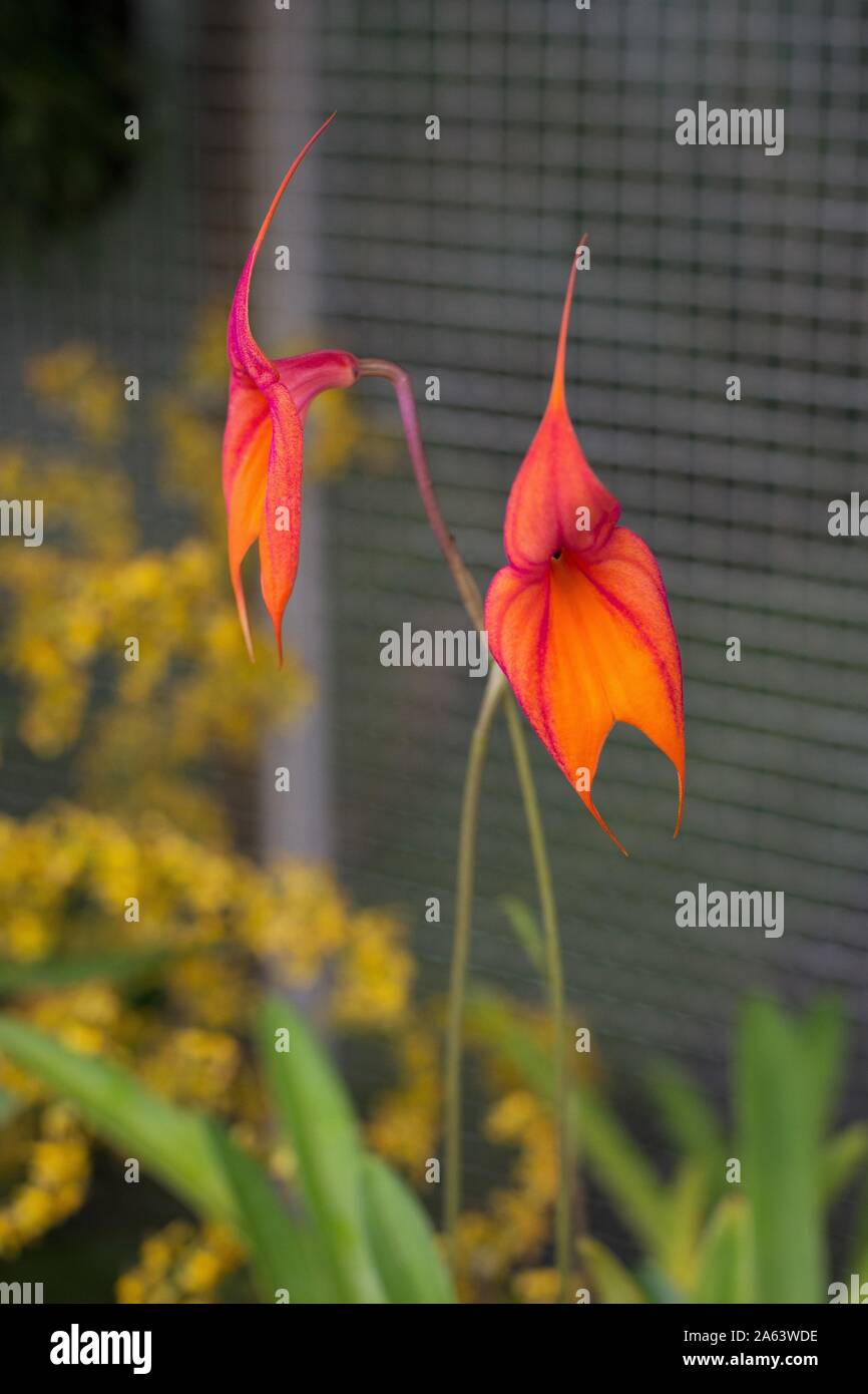 Pazifischer riese x bolin -Fotos und -Bildmaterial in hoher Auflösung ...