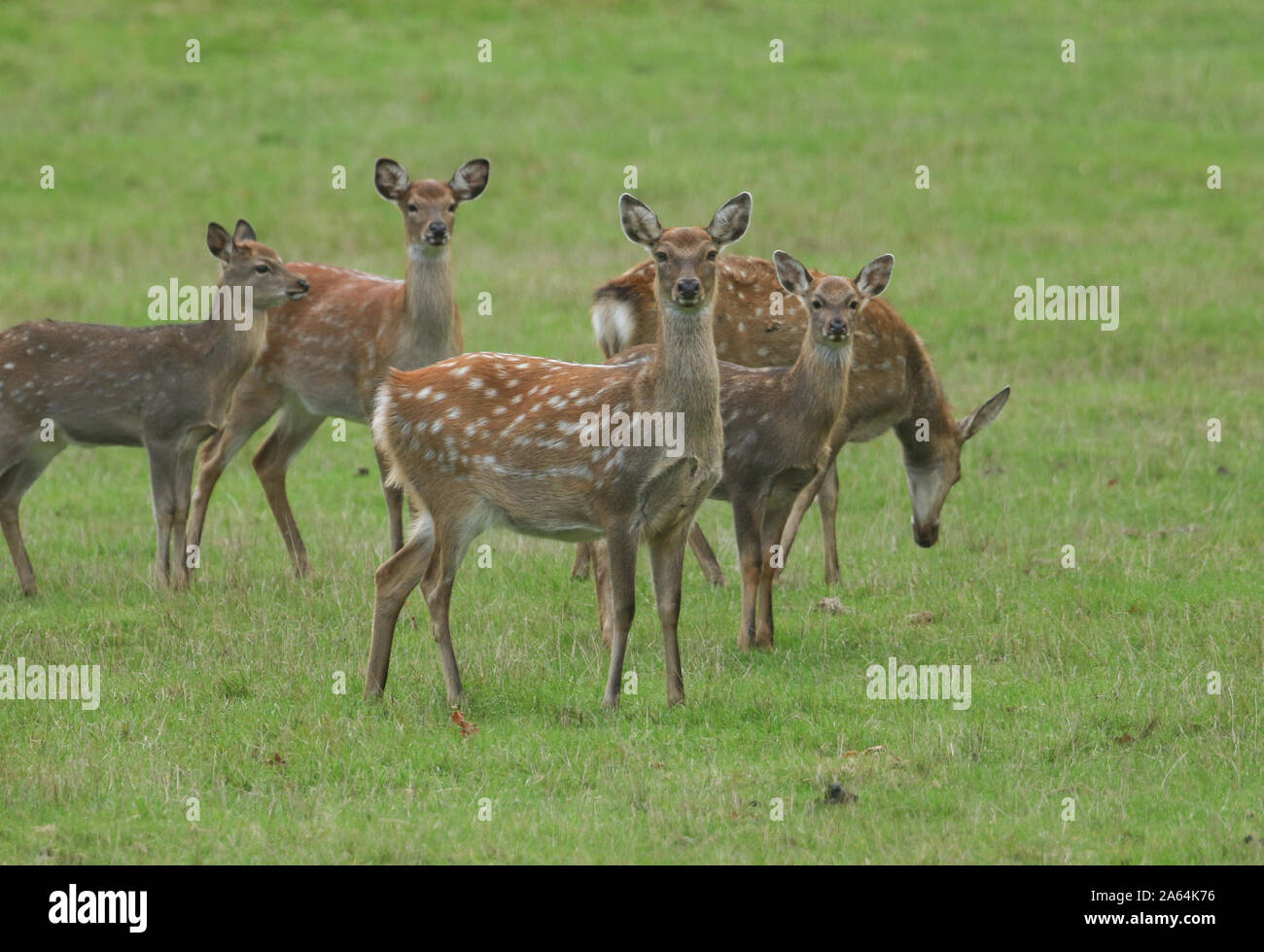 Eine Gruppe der Hirsche, Rehe und rehkitze ManchurianSika, Cervus ...