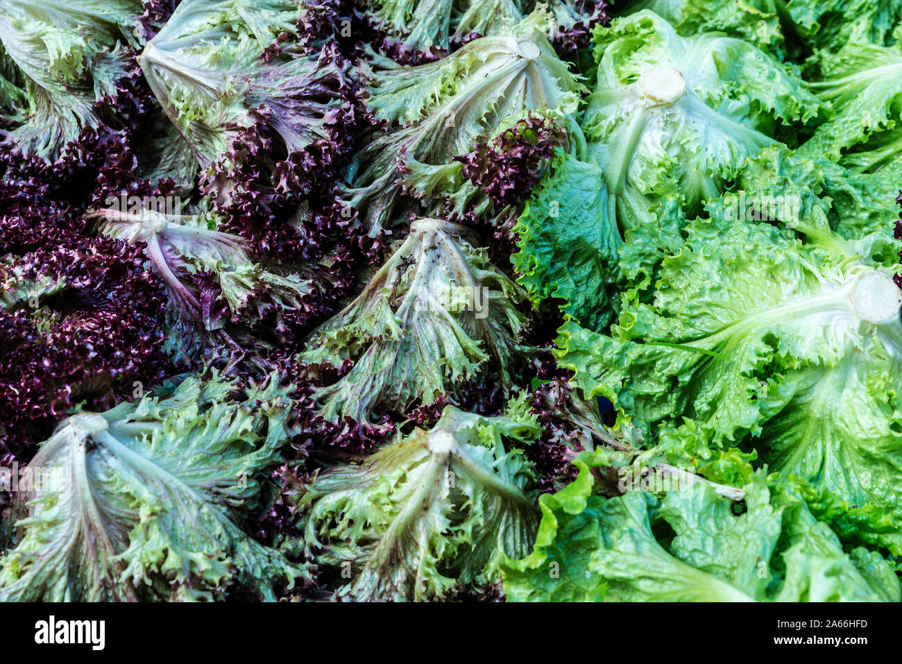 Salat batavia -Fotos und -Bildmaterial in hoher Auflösung – Alamy