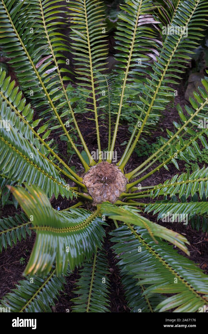 Giant cycad -Fotos und -Bildmaterial in hoher Auflösung – Alamy