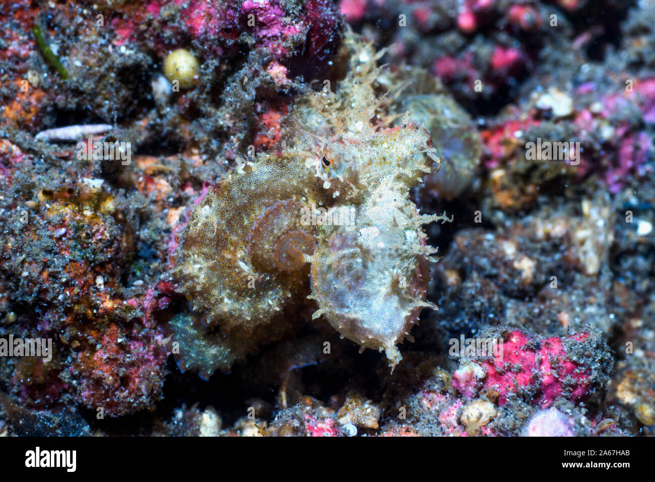 Octopus aculeatus -Fotos und -Bildmaterial in hoher Auflösung – Alamy
