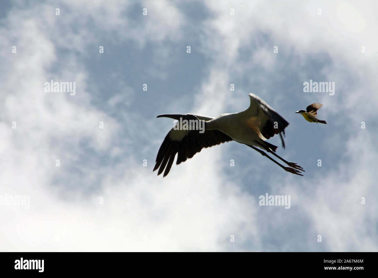 Fliegen amerika -Fotos und -Bildmaterial in hoher Auflösung – Alamy