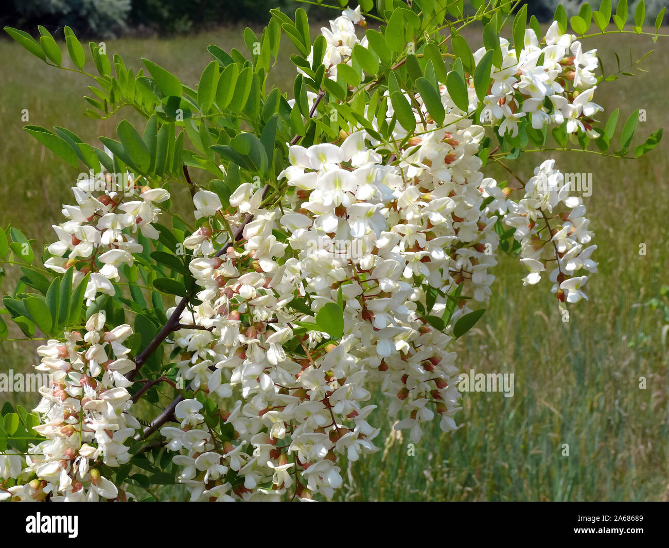 Robinie robinia pseudoacacia Stockfotos und -bilder Kaufen - Alamy
