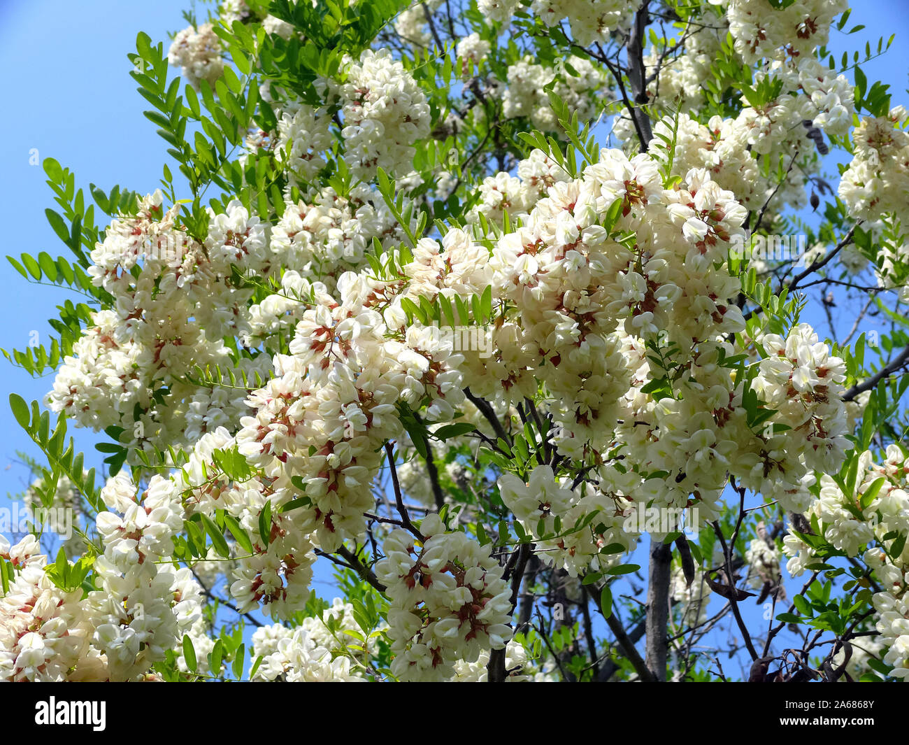 Robinie, Gewöhnliche Robinie, Robinia pseudoacacia, Fehér akác ...