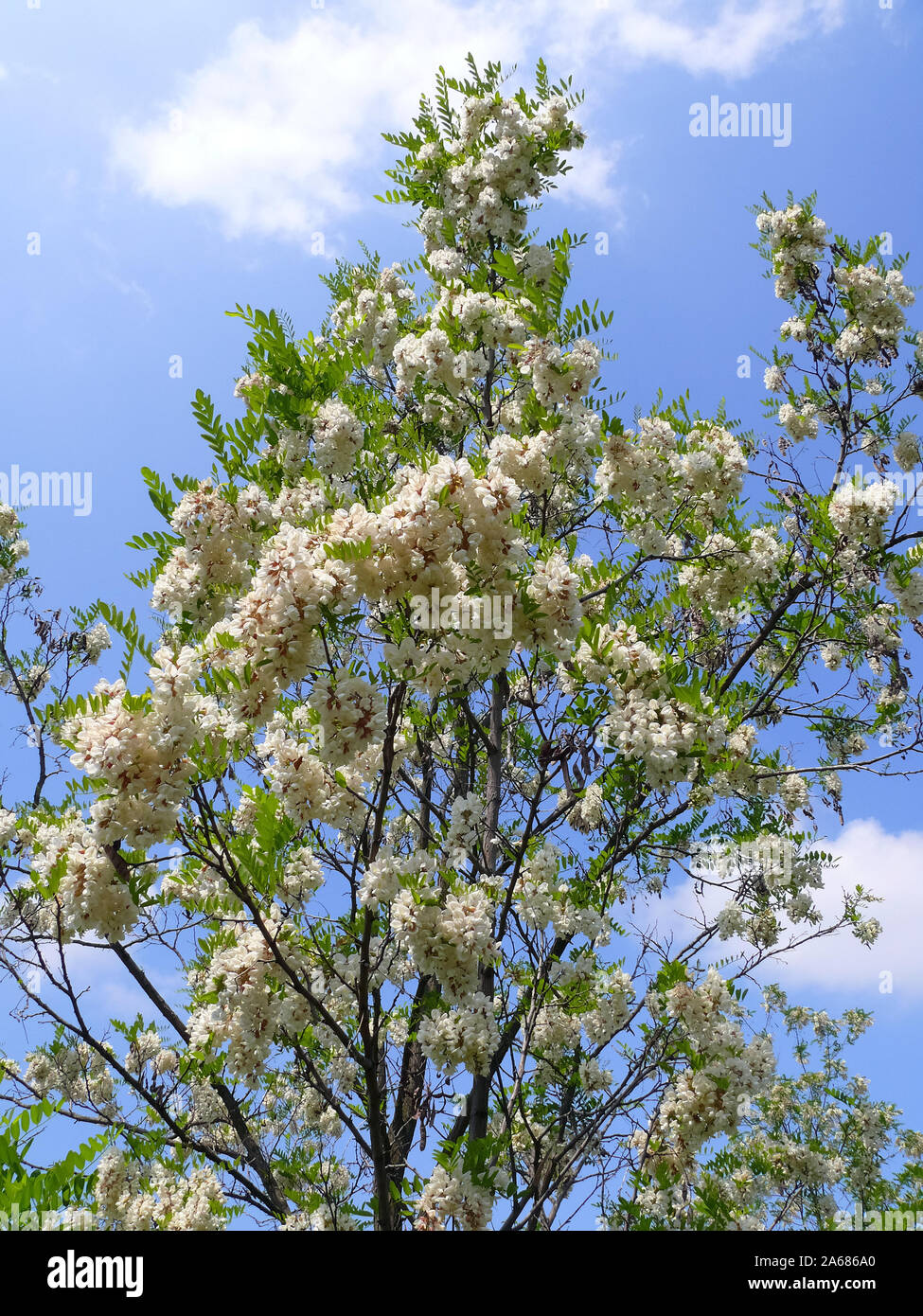 Robinie, Gewöhnliche Robinie, Robinia pseudoacacia, Fehér akác ...