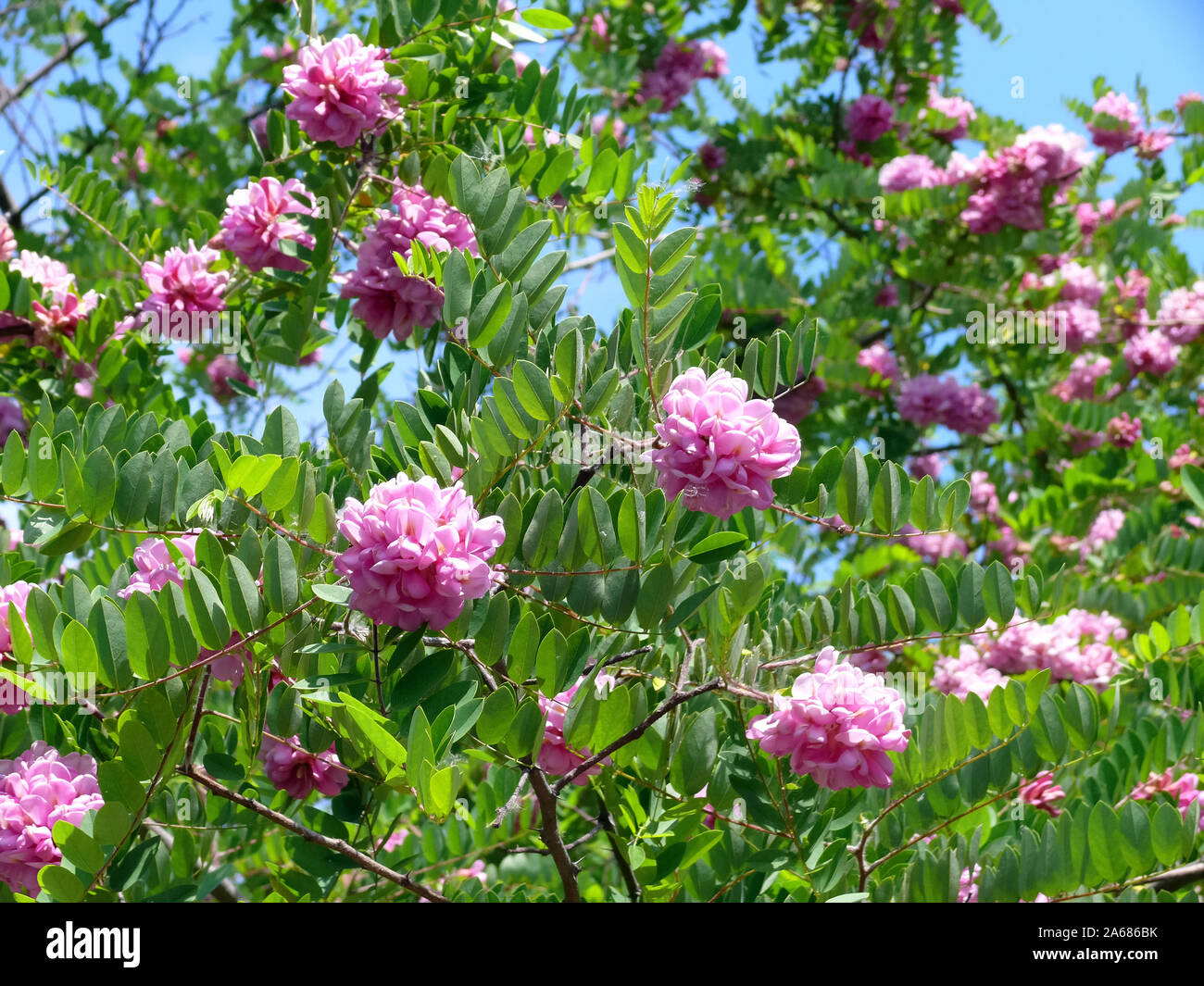 Borstige Heuschrecke, Rosenakazie oder Moosheuschrecke, Borstige ...