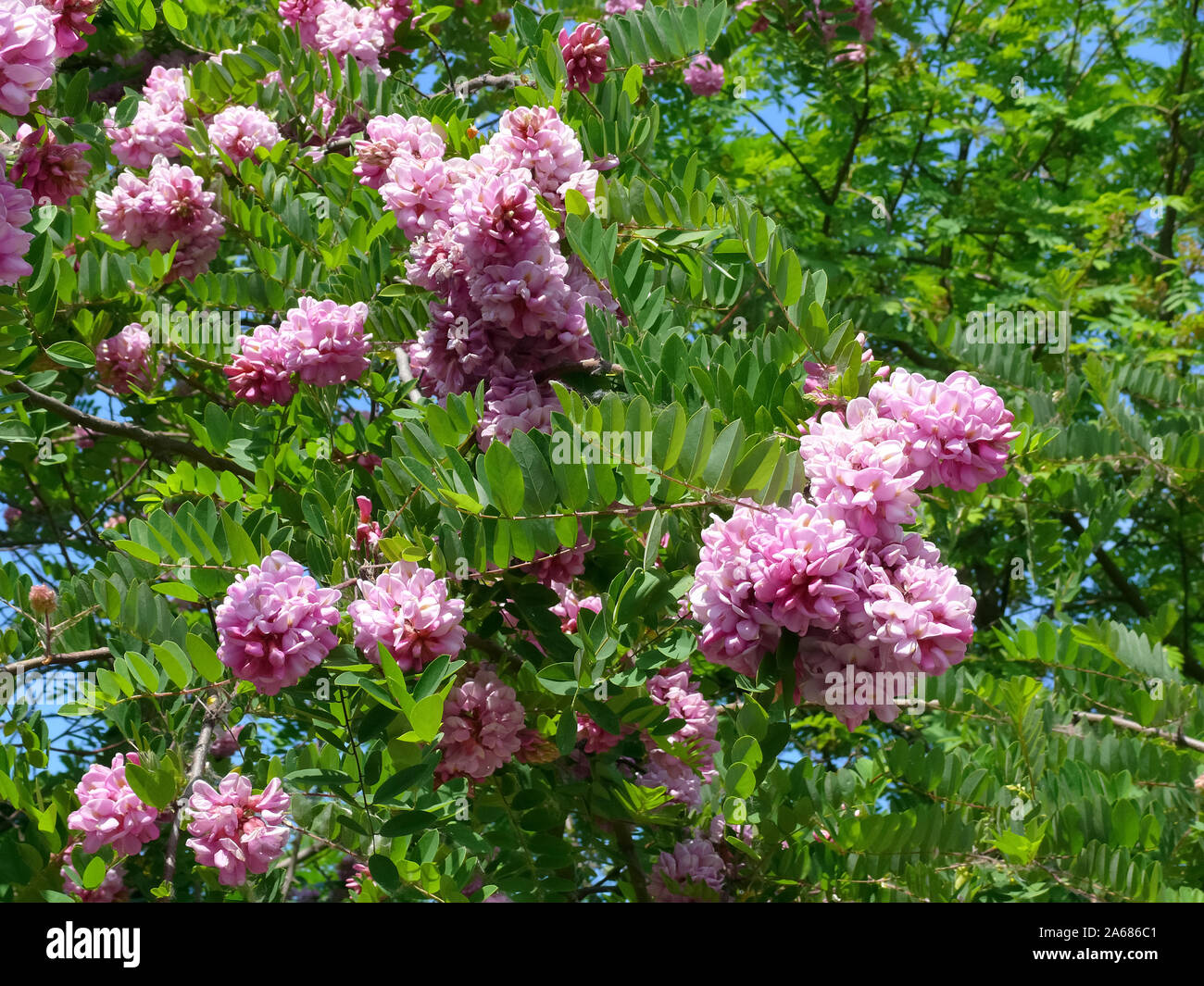 Borstige Heuschrecke, Rosenakazie oder Moosheuschrecke, Borstige ...