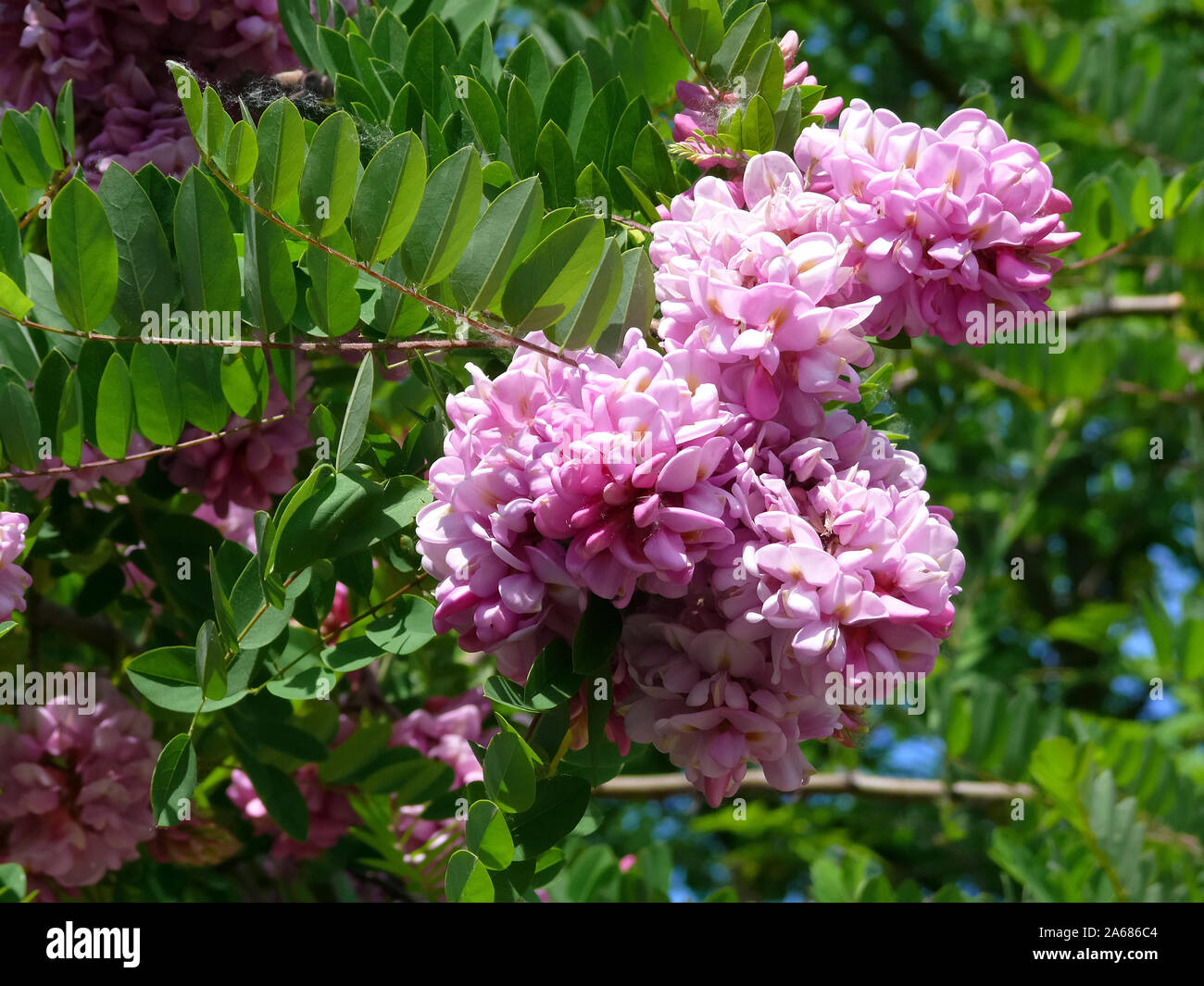 Bristly Locust Robinia Hispida Stockfotos und -bilder Kaufen - Alamy
