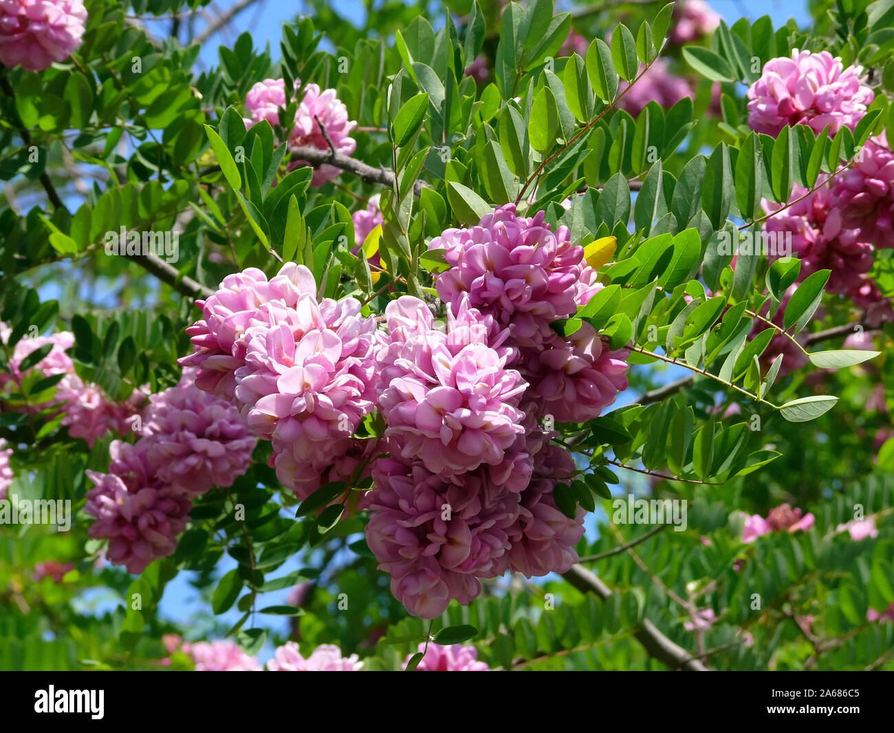 Bristly Locust Robinia Hispida Stockfotos & Bristly Locust Robinia ...