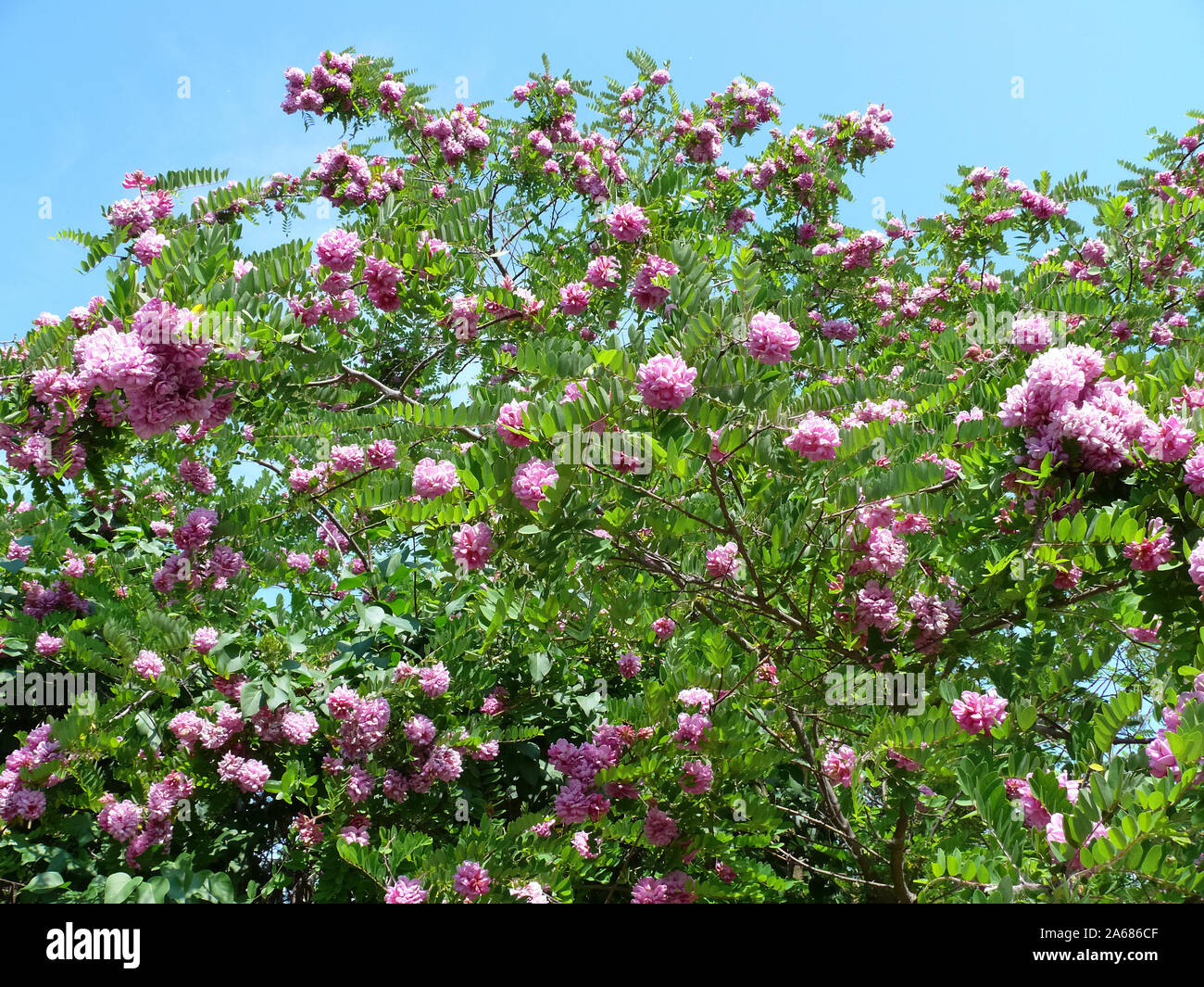 Bristly Locust Robinia Hispida Stockfotos und -bilder Kaufen - Alamy