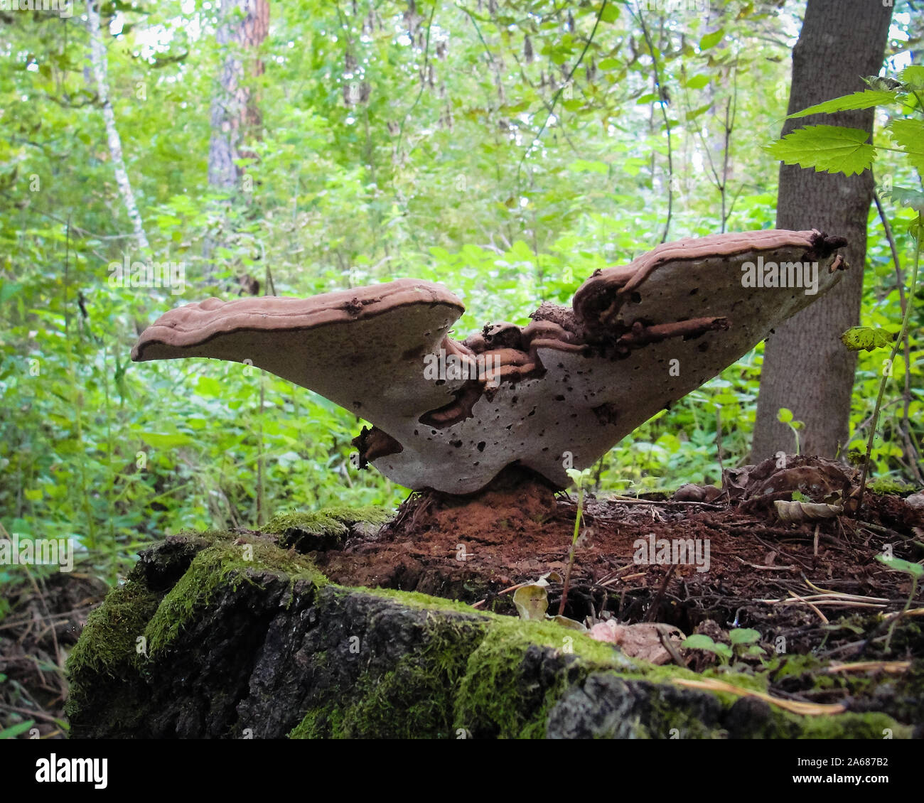 Chaga Pilz oder inonotus obliquus Pilz auf Birke Stockfotografie - Alamy