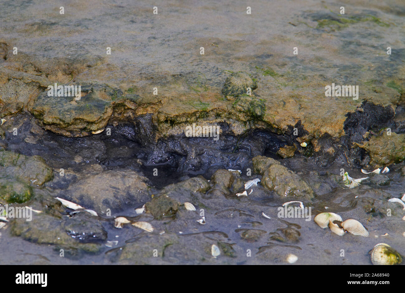 Anoxisches sediment -Fotos und -Bildmaterial in hoher Auflösung – Alamy