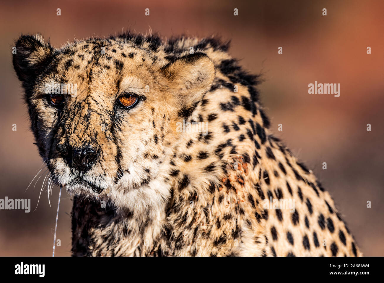 Bilder gepard -Fotos und -Bildmaterial in hoher Auflösung – Alamy