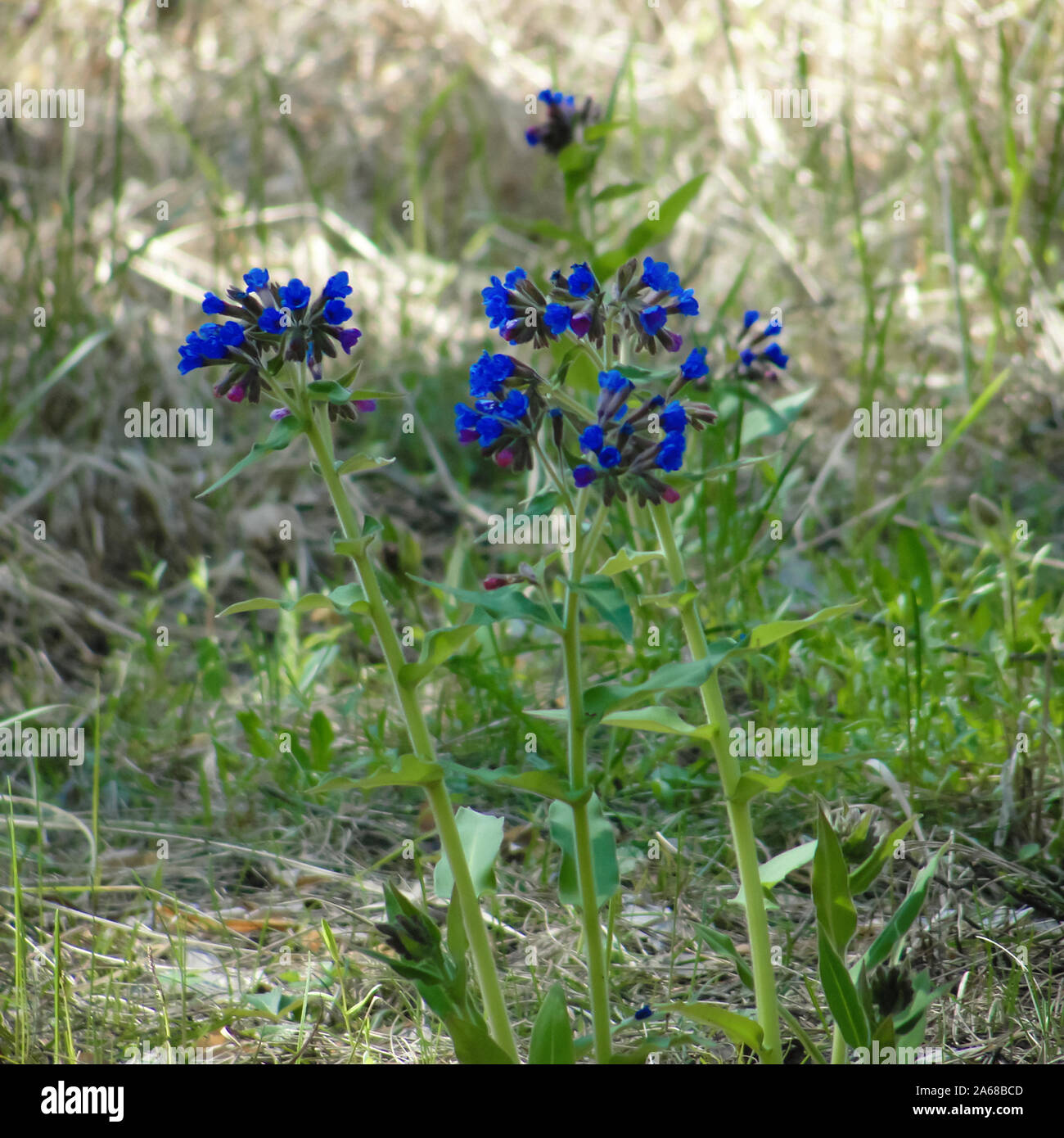 Gemeinsame knochenblume -Fotos und -Bildmaterial in hoher Auflösung – Alamy