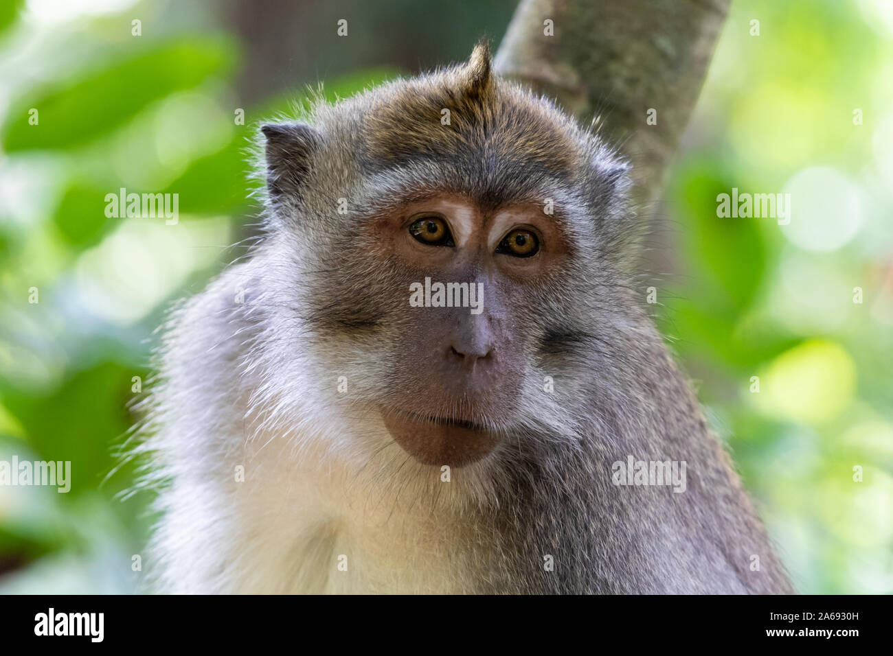 Lang Tailed Makaken Stockfotos und -bilder Kaufen - Alamy