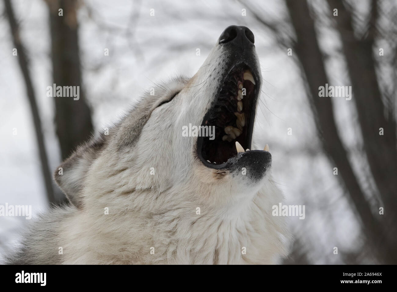 Wolf howling communication -Fotos und -Bildmaterial in hoher Auflösung ...
