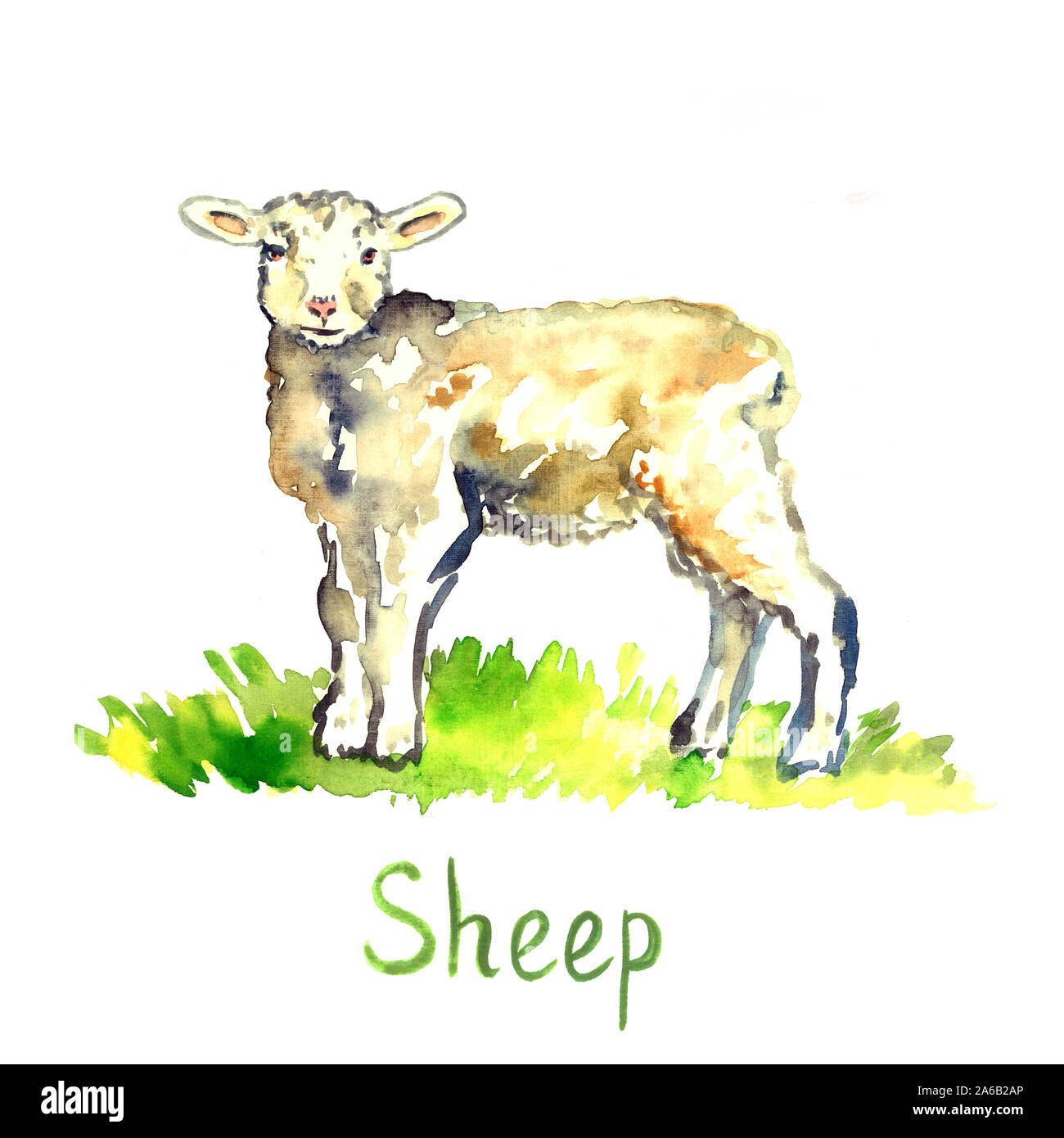 Schaf gemalt Ausgeschnittene Stockfotos und -bilder - Alamy