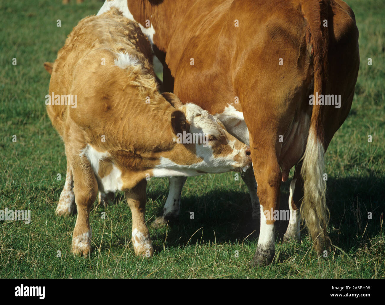 Kuh weide euter hörner -Fotos und -Bildmaterial in hoher Auflösung – Alamy