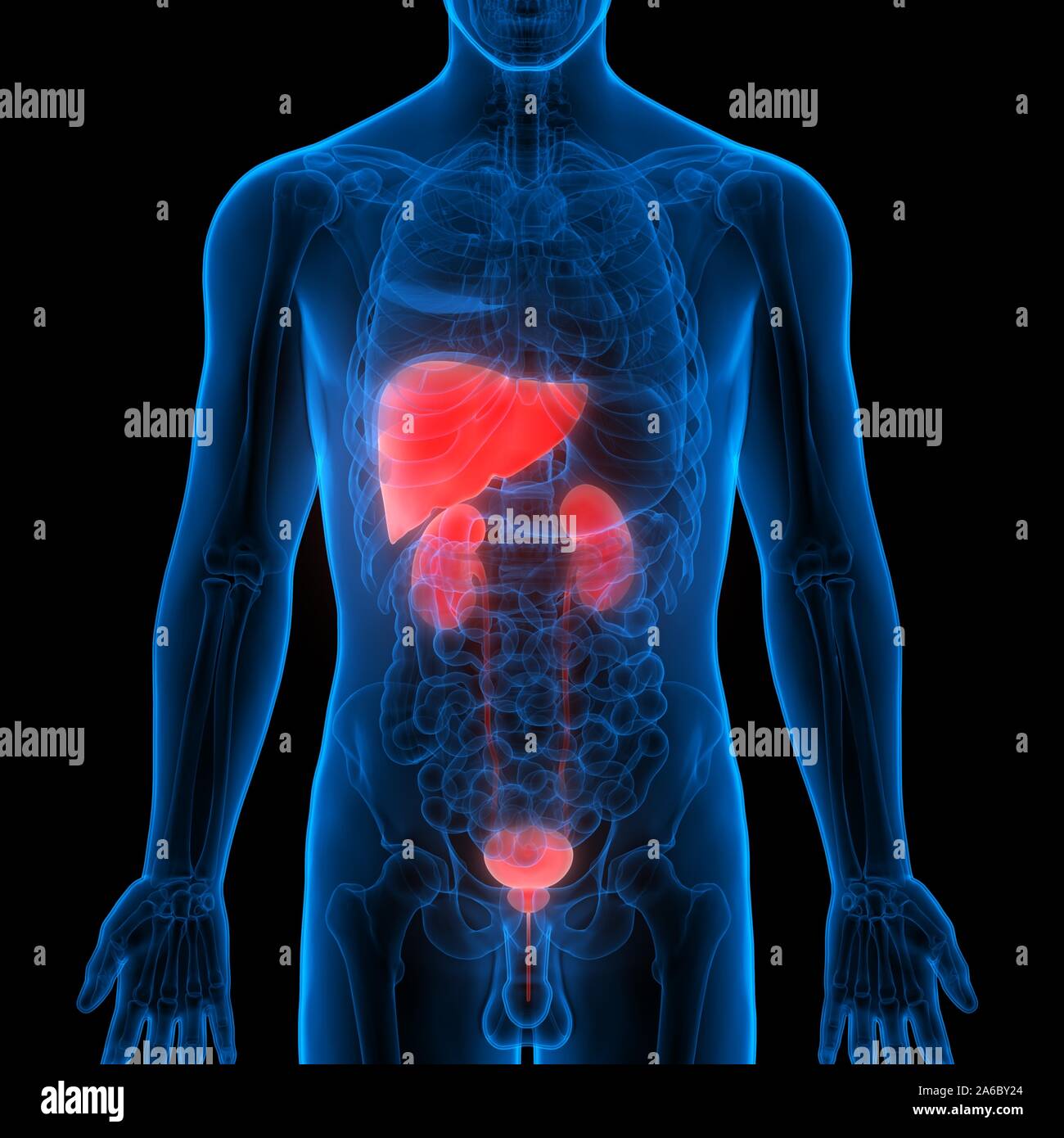 Menschliche Anatomie Organe Leber