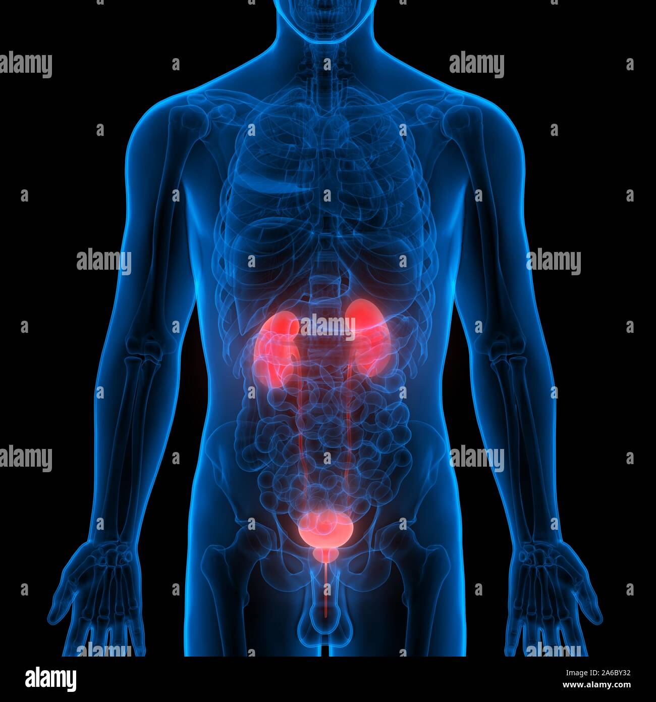 Die inneren Organe Nieren und Blase und Harnwege Anatomie ...