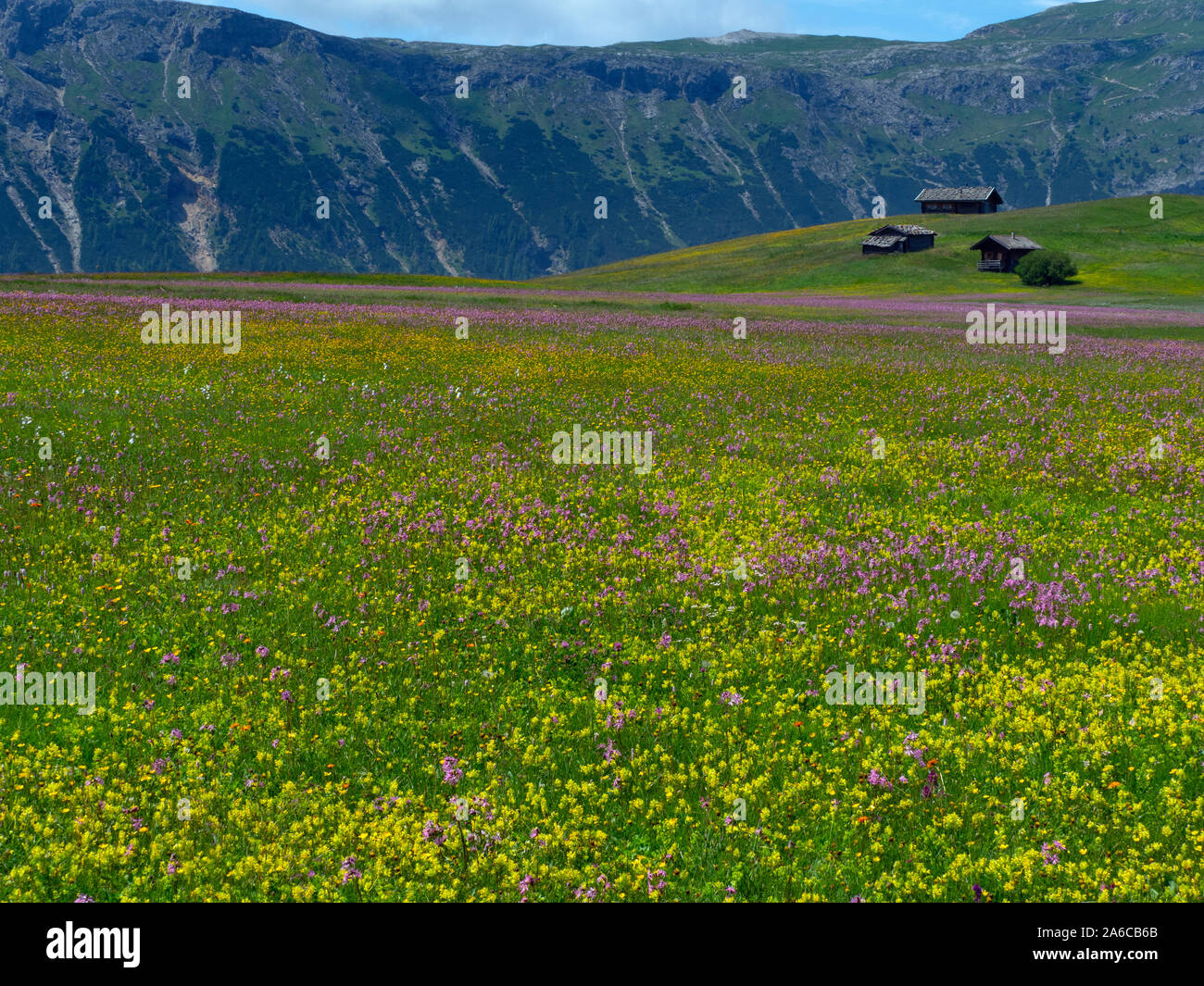 Hochalpine blumen -Fotos und -Bildmaterial in hoher Auflösung – Alamy