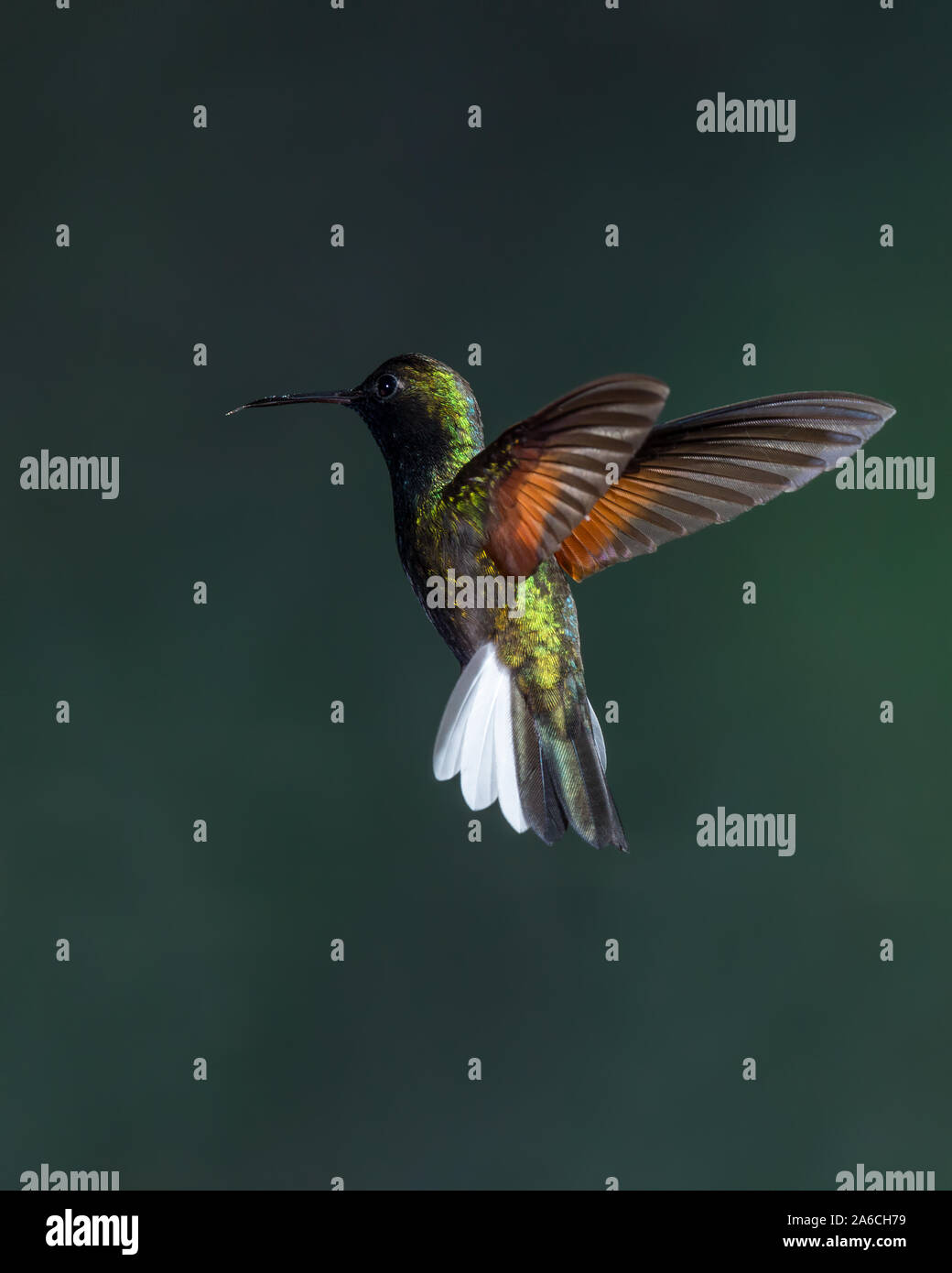 Eine Schwarze-bellied Kolibri - Euperusa nigriventris - im Flug. High ...