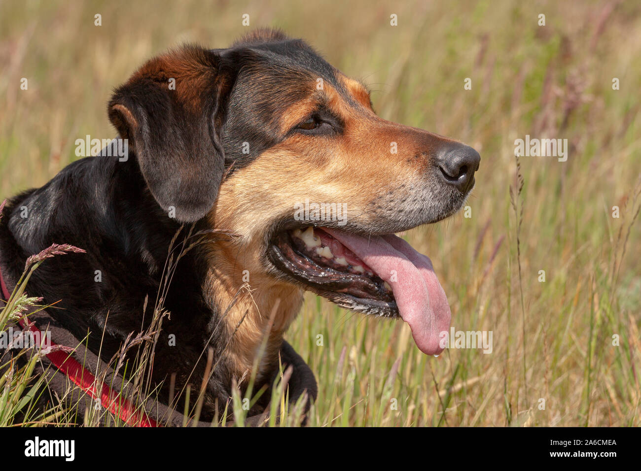 Berner sennenhund mix -Fotos und -Bildmaterial in hoher Auflösung – Alamy