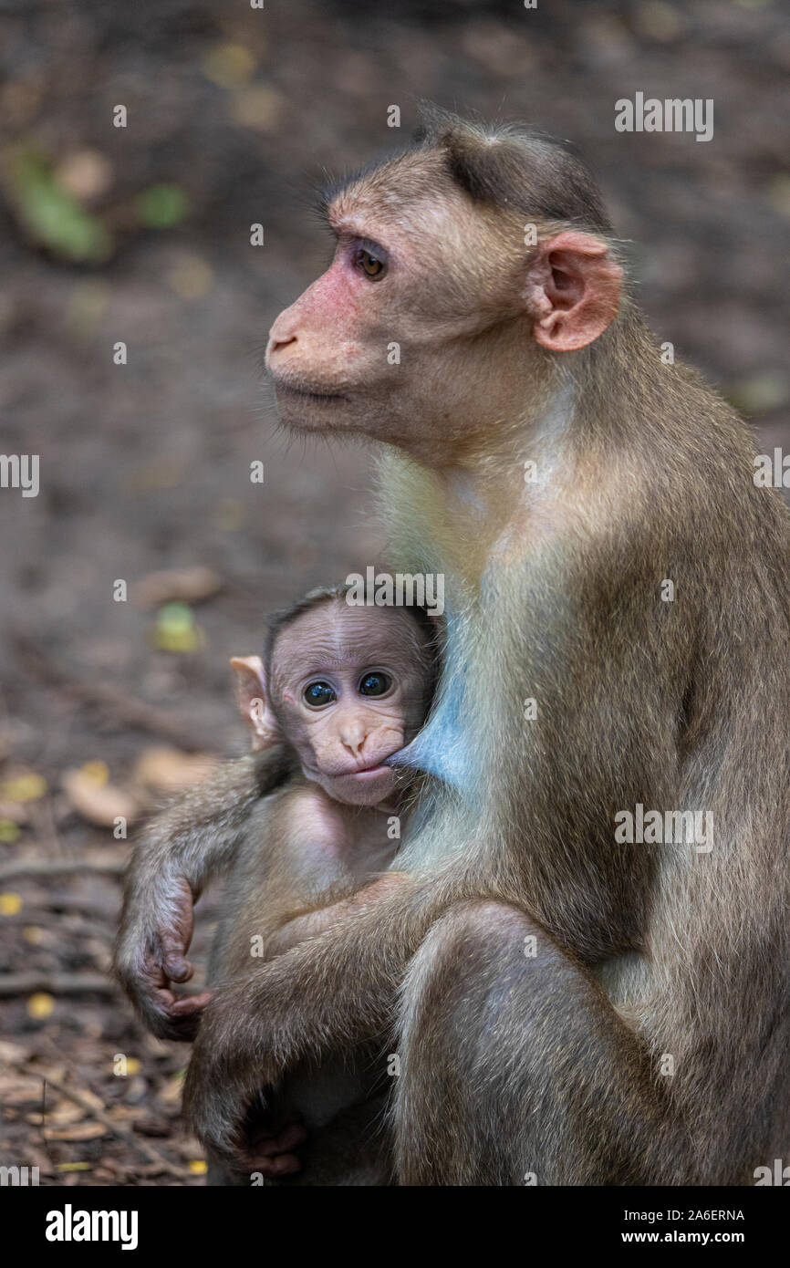 Ein Porträt der Mutter Rhesus macaque Affen füttern Ihr Baby und zeigen ...