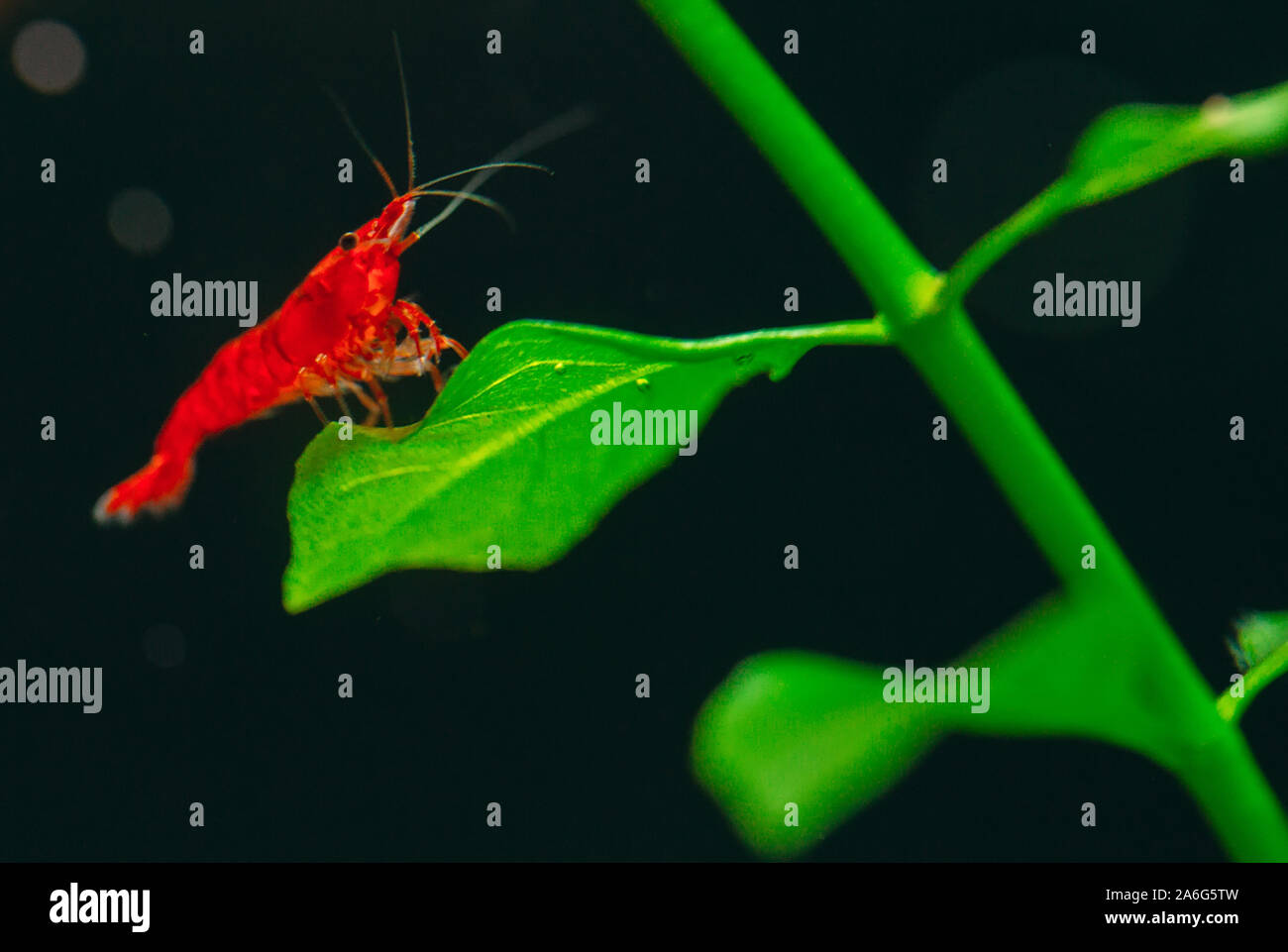 Rote Garnele Aquarium Stockfotos und -bilder Kaufen - Alamy