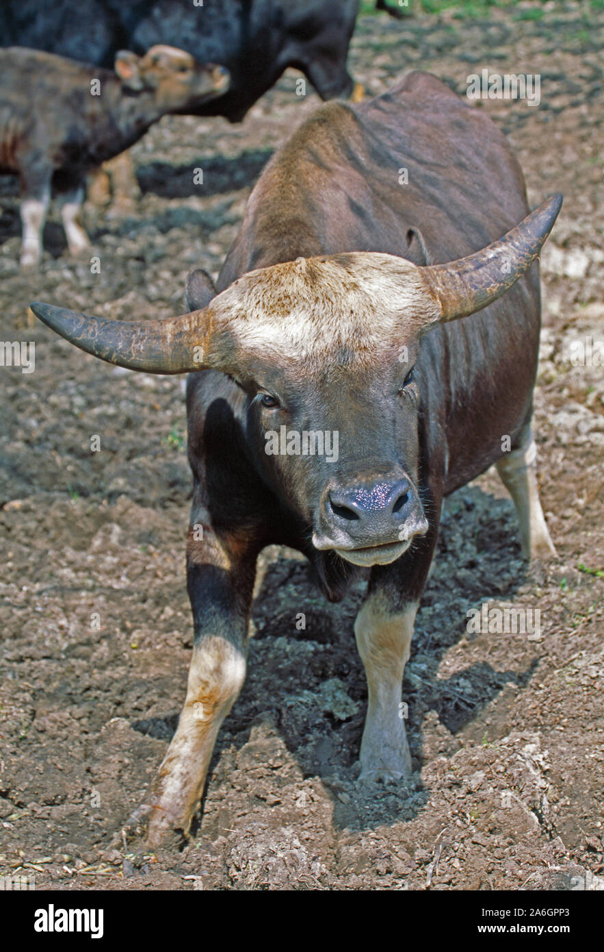 Asian cattle breed -Fotos und -Bildmaterial in hoher Auflösung – Alamy