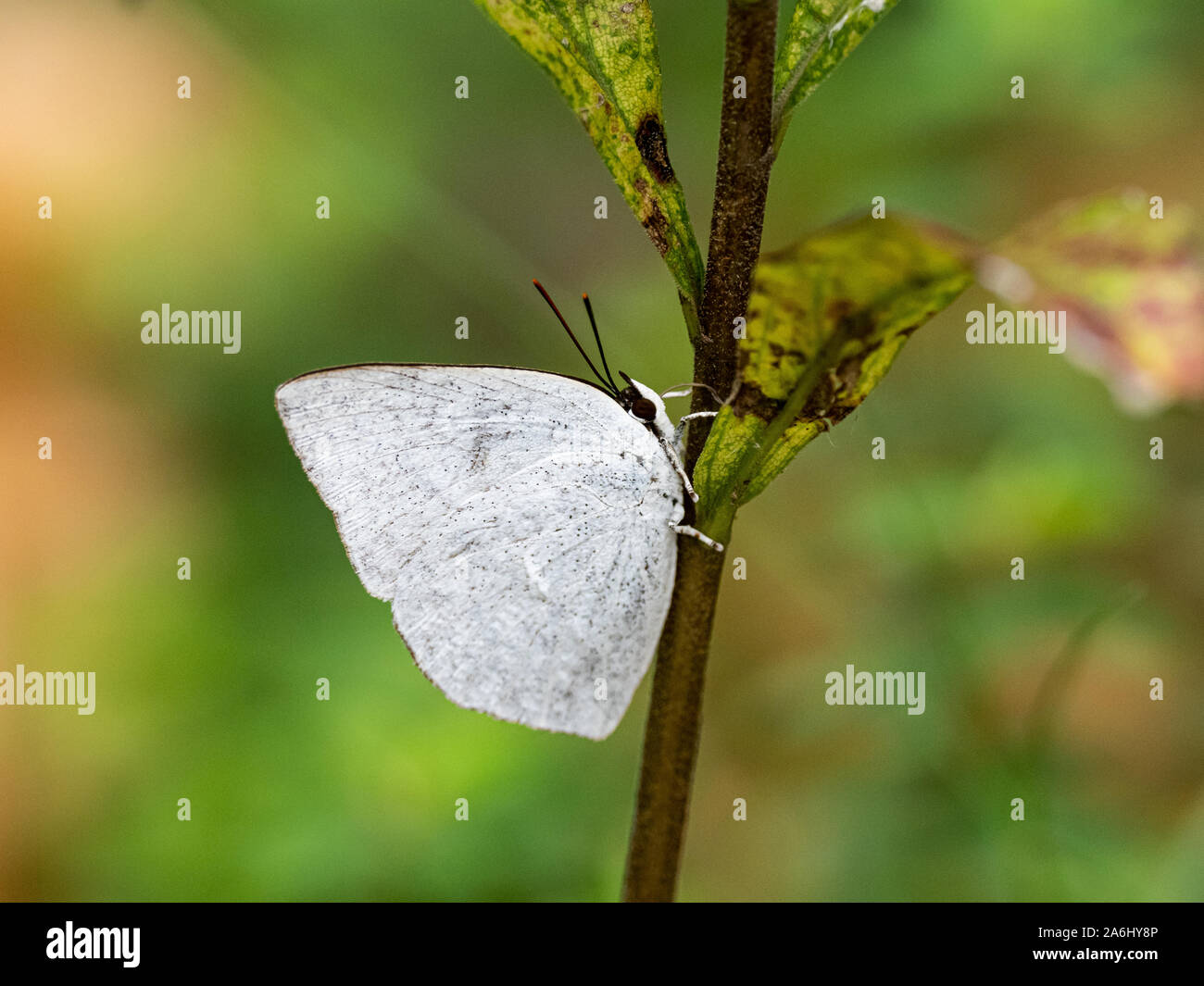 Curetis Acuta Paracuta Stockfotos und -bilder Kaufen - Alamy
