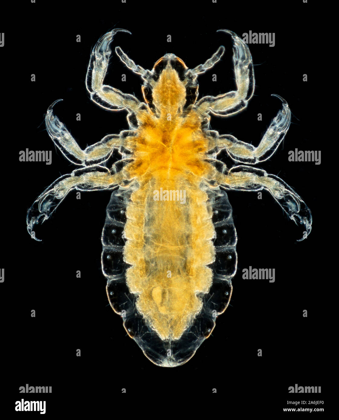 Pediculus Humanus Corporis Stockfotos und -bilder Kaufen - Alamy