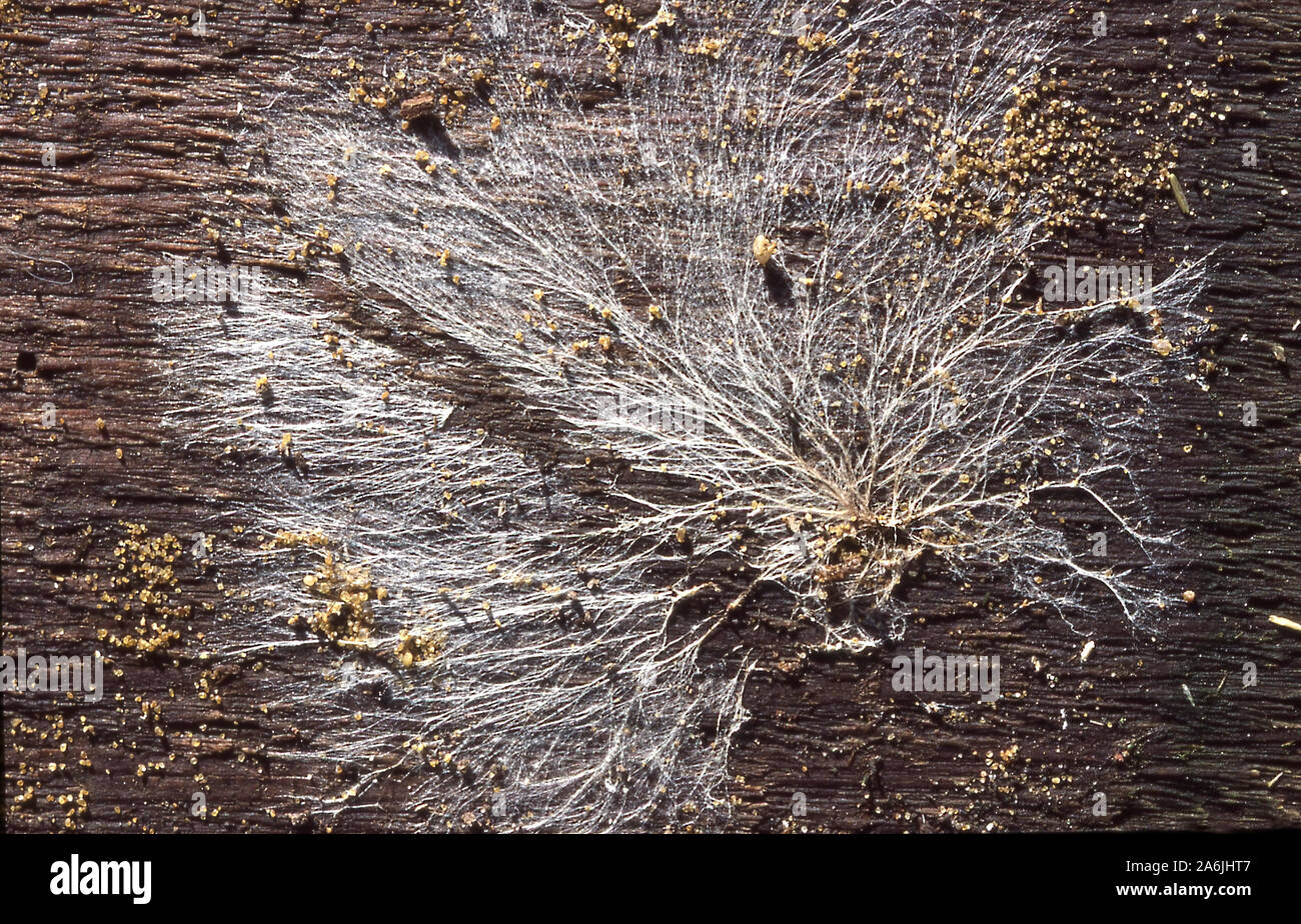 Hyphen pilze -Fotos und -Bildmaterial in hoher Auflösung – Alamy