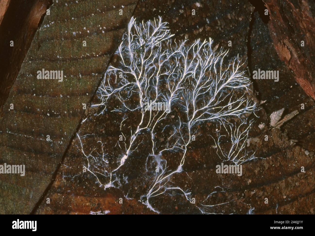 Hyphen pilze -Fotos und -Bildmaterial in hoher Auflösung – Alamy