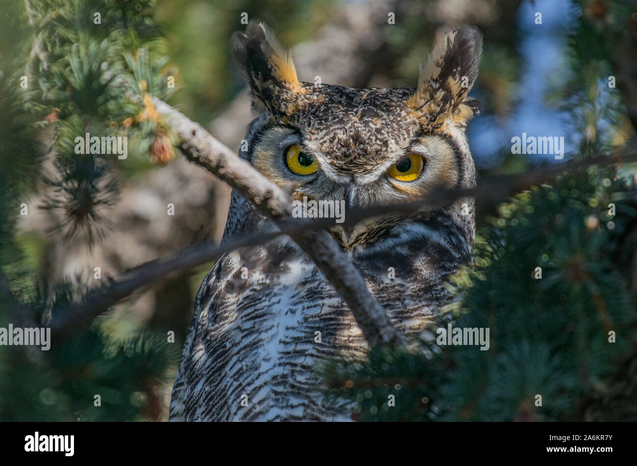 Intimidating owl -Fotos und -Bildmaterial in hoher Auflösung – Alamy