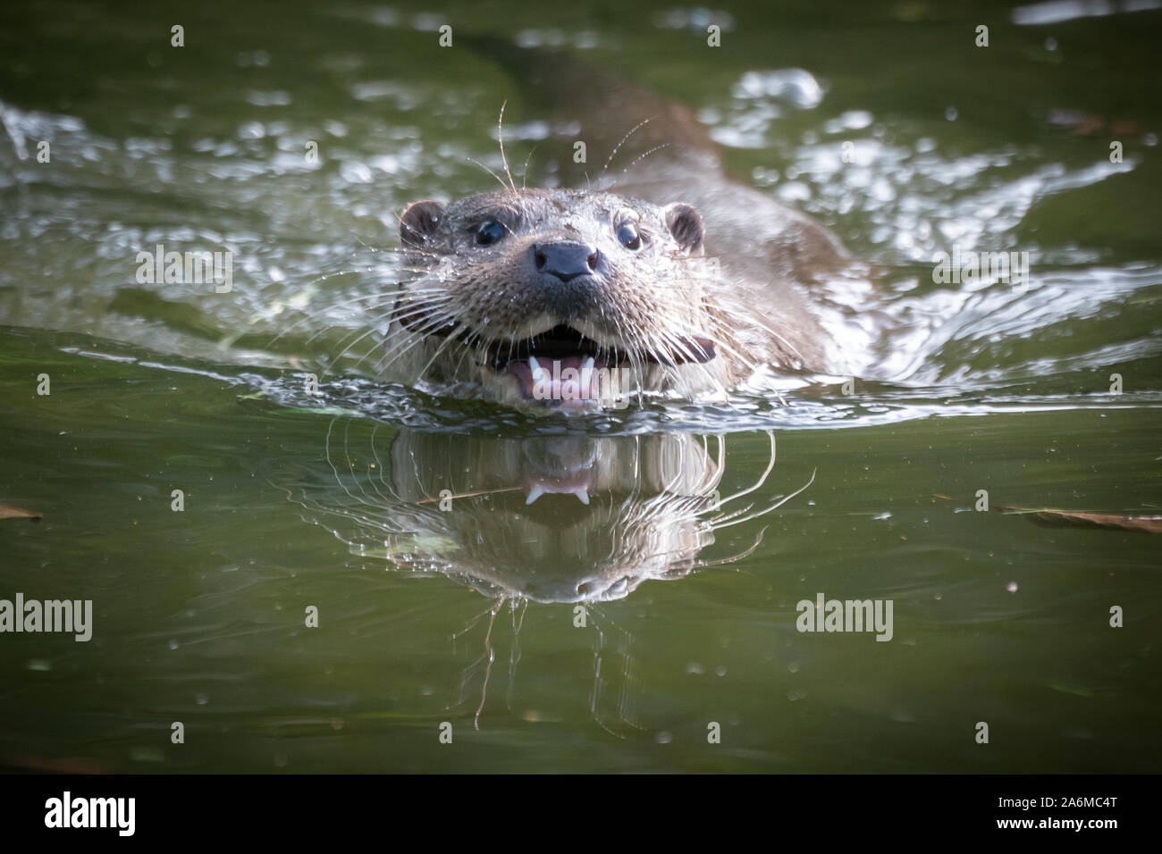 Otter face close up -Fotos und -Bildmaterial in hoher Auflösung – Alamy