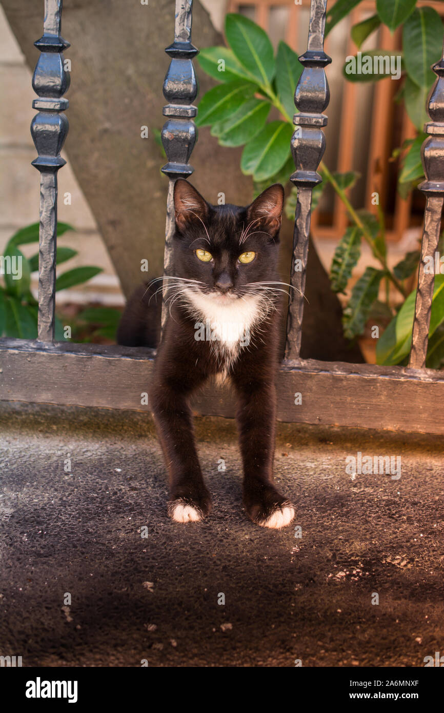 Bilder von der hübschen Katze als Haustier in Aussicht Stockfotografie ...