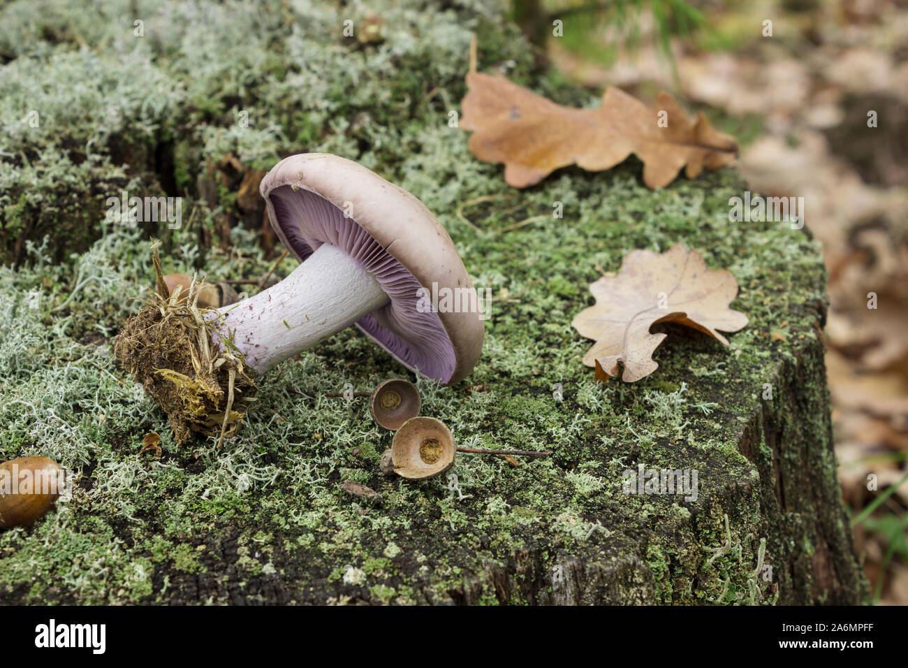 Type of mushroom -Fotos und -Bildmaterial in hoher Auflösung – Alamy