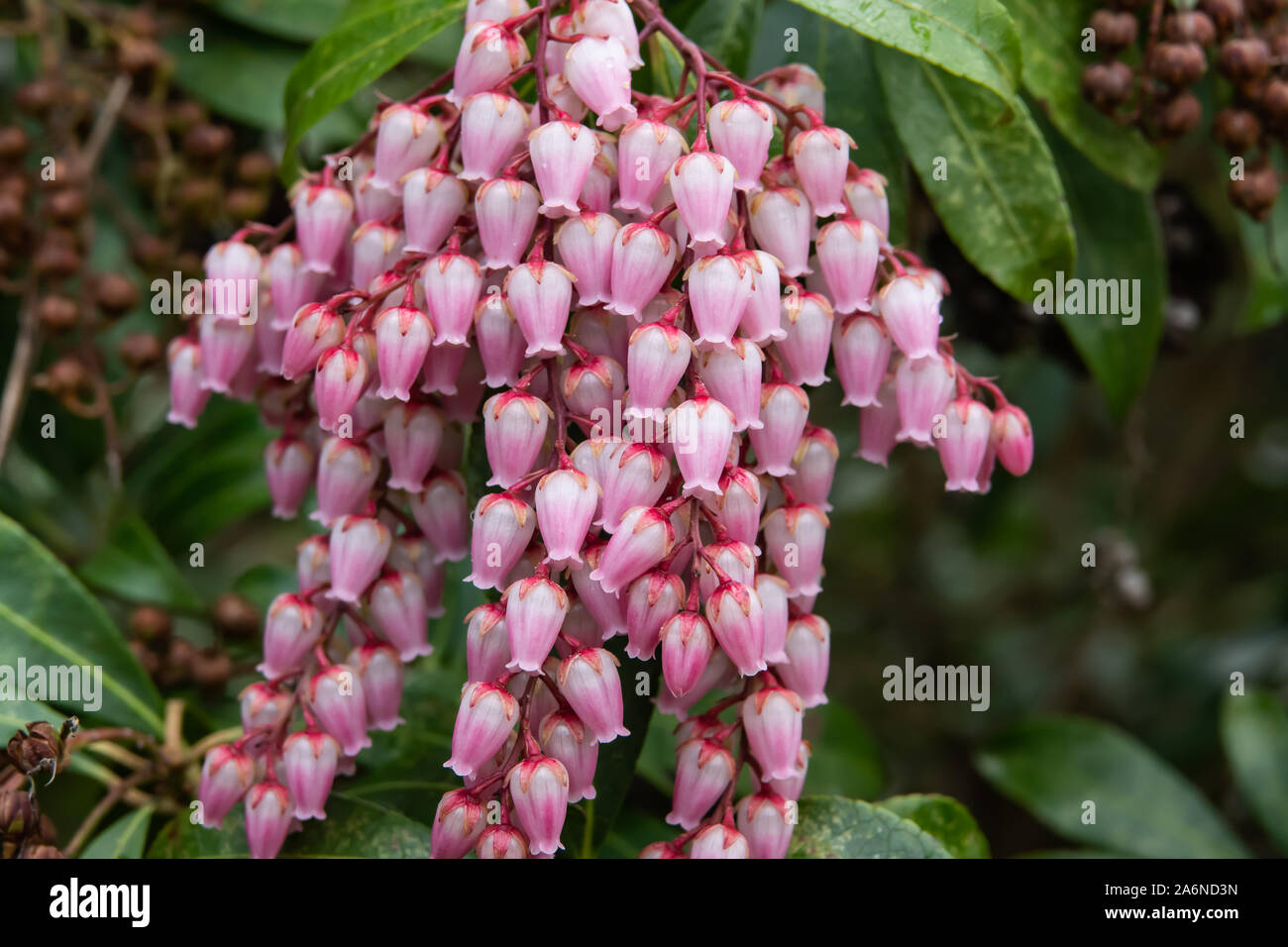 Pieris japonica frisches wachstum -Fotos und -Bildmaterial in hoher ...