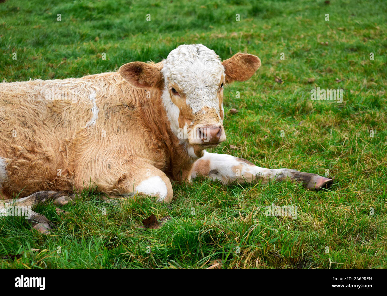 Goldene kuh und kalb -Fotos und -Bildmaterial in hoher Auflösung – Alamy